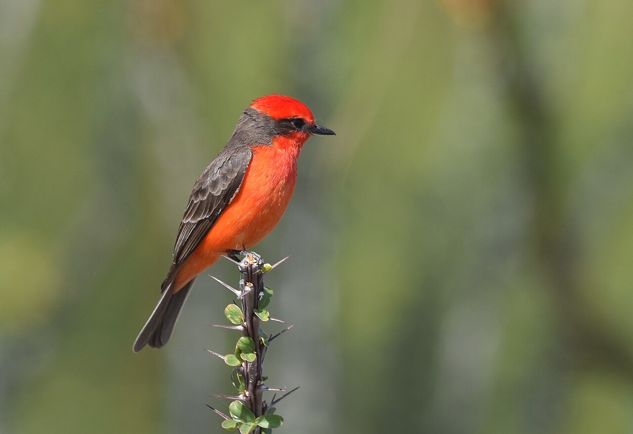 Ornithologists Say Nine Field Marks That Identify a Vermilion ...