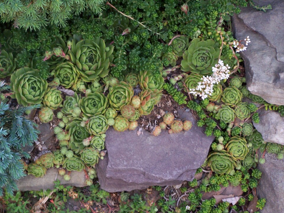 Garden Experts Say Top 10 Deer Resistant Perennials for Gardens ...