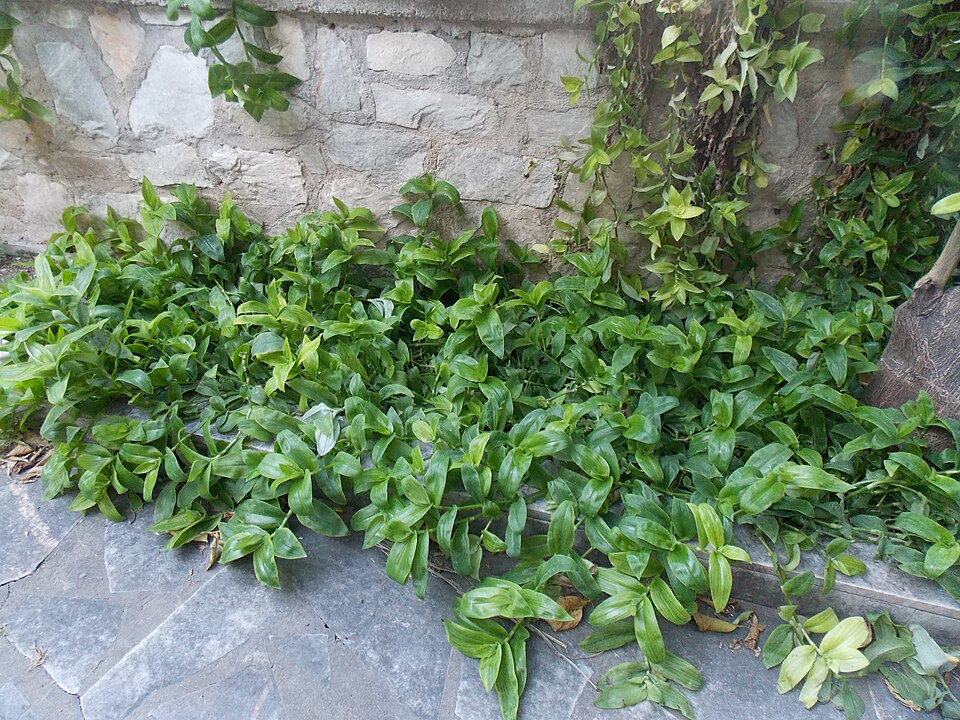 Gardeners Can’t Stop Growing These Low-Maintenance Plants in Water ...