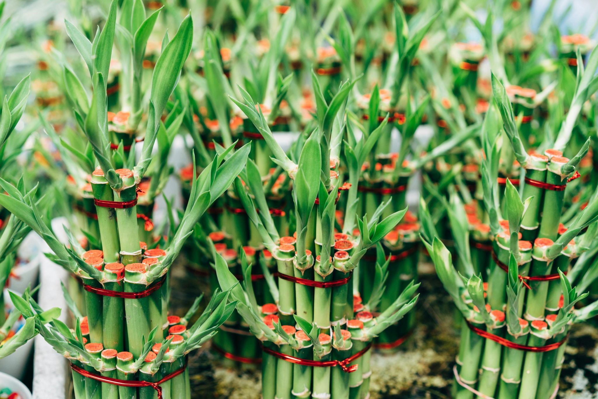 Gardeners Can’t Stop Growing These Low-Maintenance Plants in Water ...