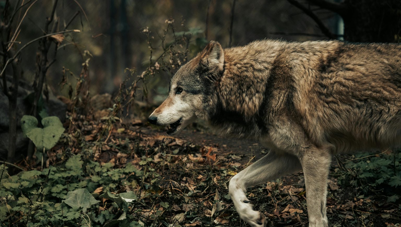 Animals That React Instantly When a Predator Appears – terraplanetearth.com