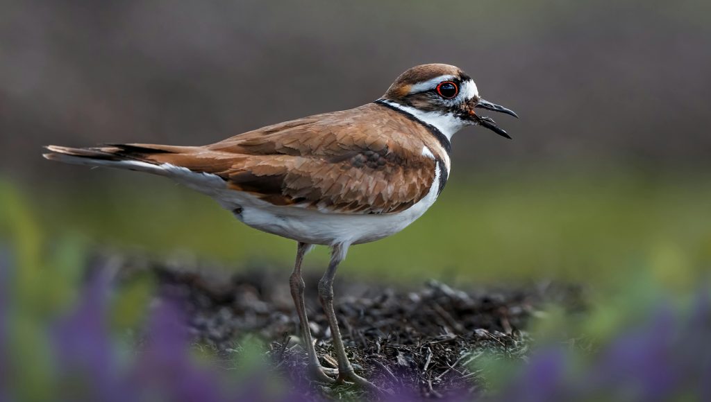 10 Backyard Animals in America That Will Defend Themselves Faster Than ...