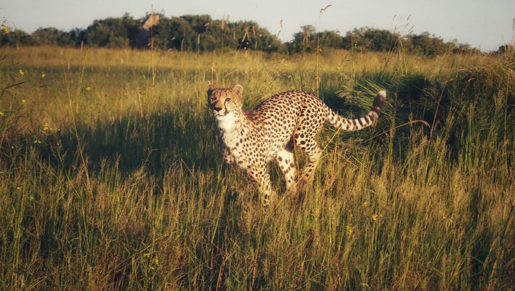 Wildlife Encounters That Escalated Faster Than People Expected ...