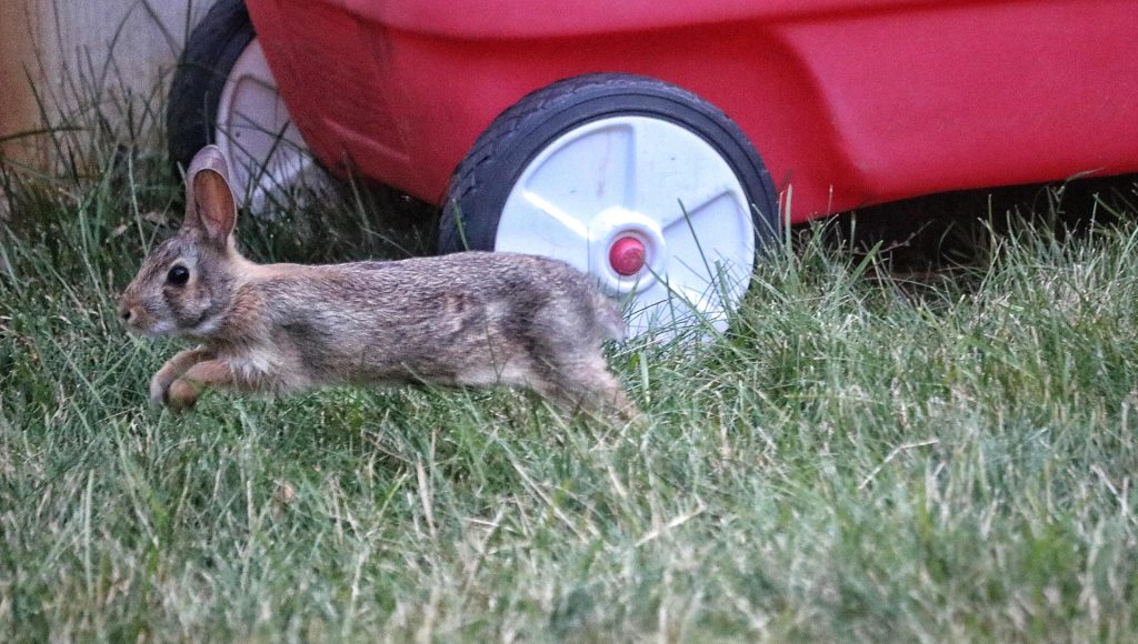 10 Backyard Animals in America That Will Defend Themselves Faster Than ...