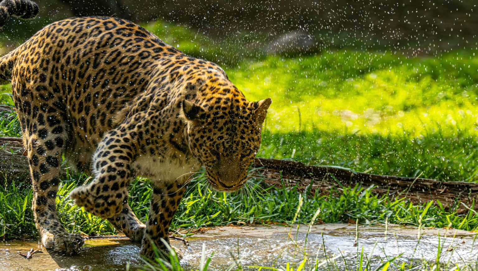 6 Predator Power Struggles Changing U.S. Wildlands – terraplanetearth.com