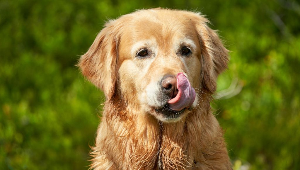 7 Smartest Dog Breeds in the World Experts Say Learn Faster Than Most ...