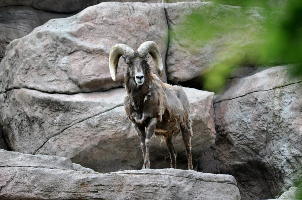 Experts Say People Often Misread These Animal Behaviours, and Learning ...