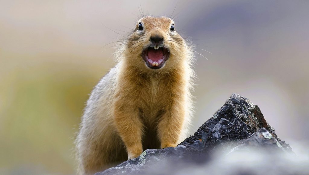 10 Backyard Animals in America That Will Defend Themselves Faster Than ...