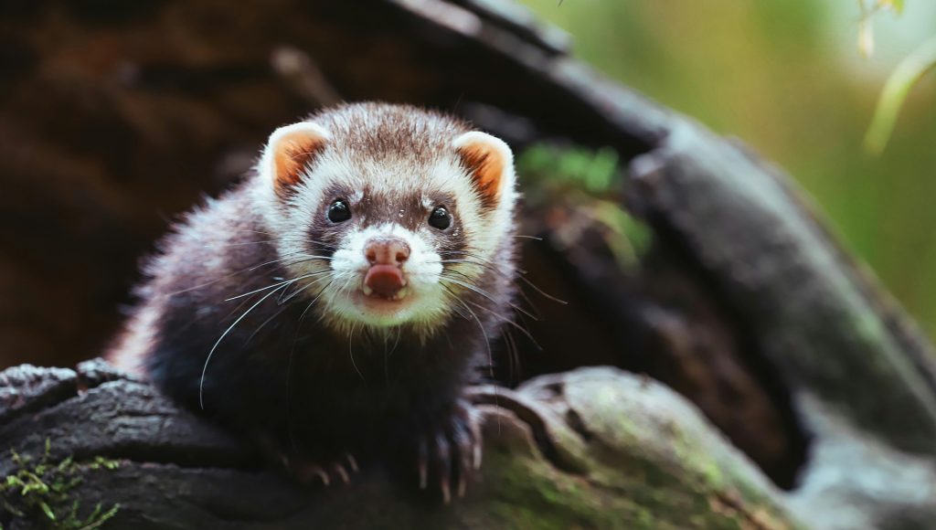 10 Backyard Animals in America That Will Defend Themselves Faster Than ...