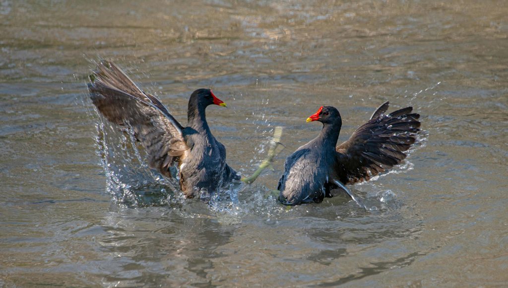 10 Backyard Animals in America That Will Defend Themselves Faster Than ...