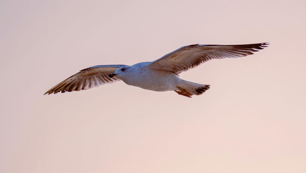 Scientists Still Can’t Explain These Common Animal Behaviors That ...