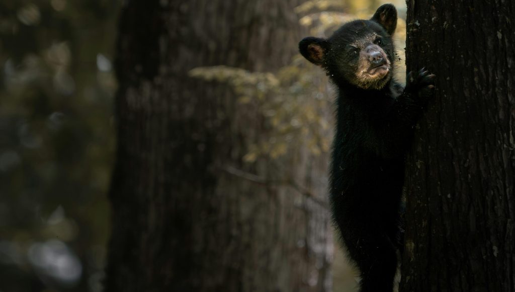 Forest Animals That Turn Trees Into Survival Tools – terraplanetearth.com