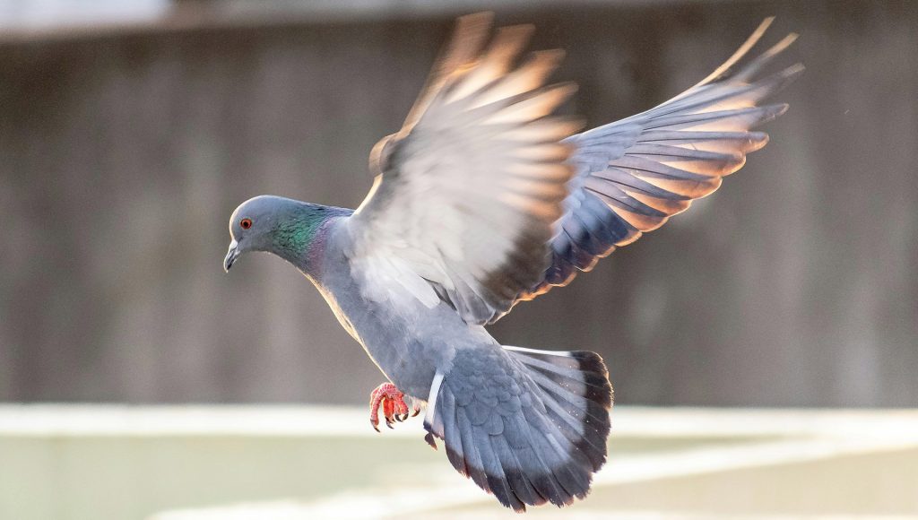 Why Humans Once Trusted Pigeons More Than Machines – terraplanetearth.com