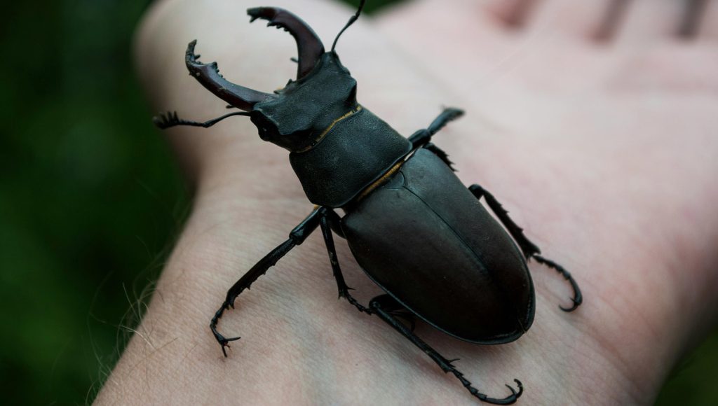 Insects With Natural Weapons That Turn Rival Fights Into Tiny Gladiator ...