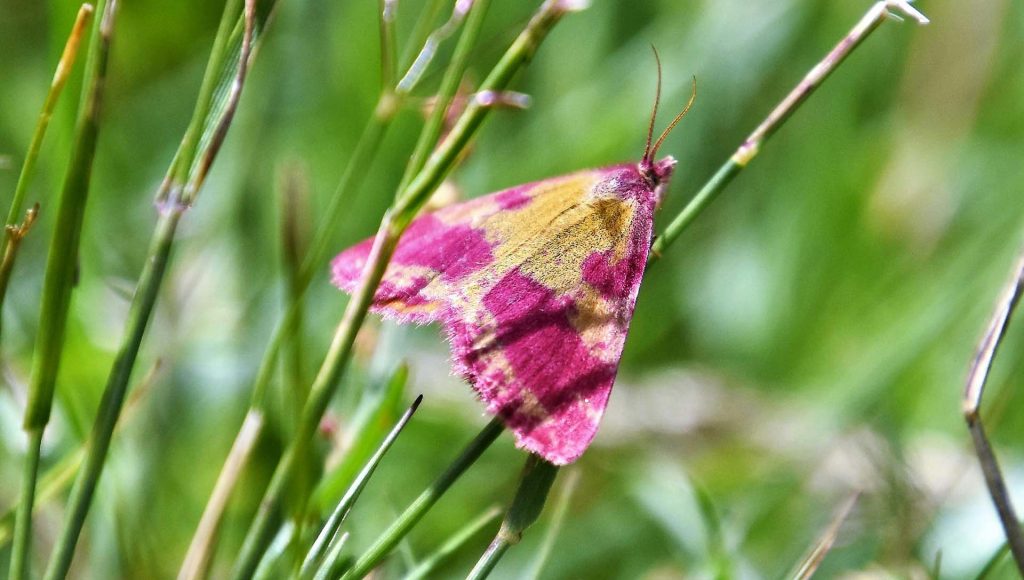 These Animals Have Colors So Unusual, People Think the Photos Are ...
