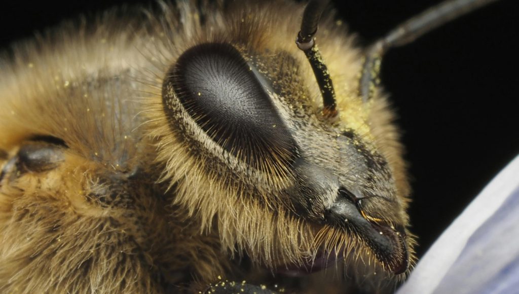 Why Bee Navigation Is Stranger Than Scientists Expected ...