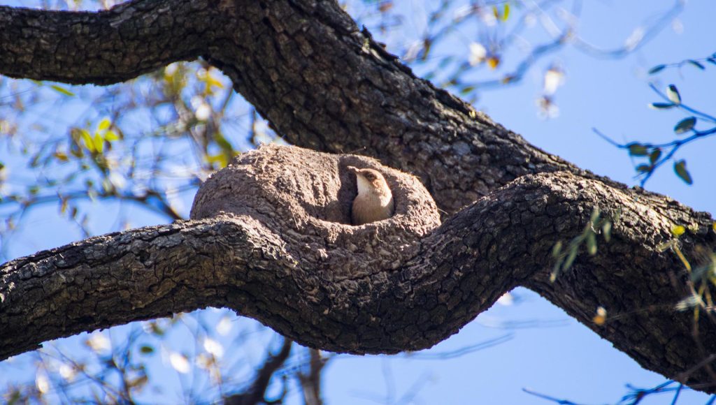 Animals That Build Surprisingly Clever Homes in the Wild ...