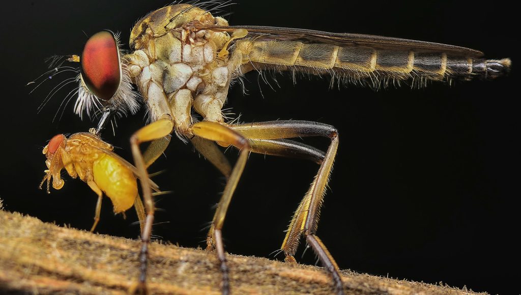 Insects With Natural Weapons That Turn Rival Fights Into Tiny Gladiator ...