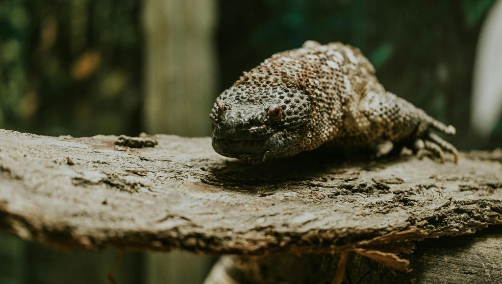 Baby Reptiles That Look Tiny but Already Know How to Survive ...