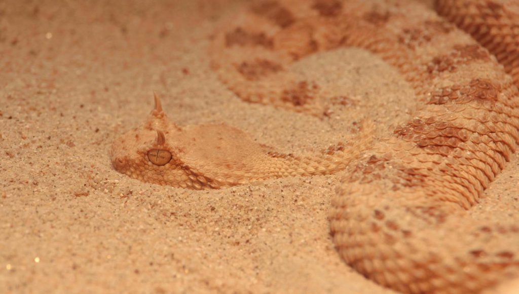 Venomous Snakes in America People Often Misread Near Homes ...