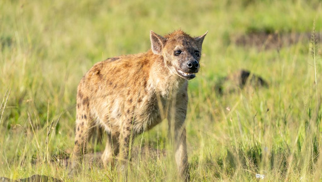 8 Wildlife Close Calls That Nearly Turned Deadly – terraplanetearth.com