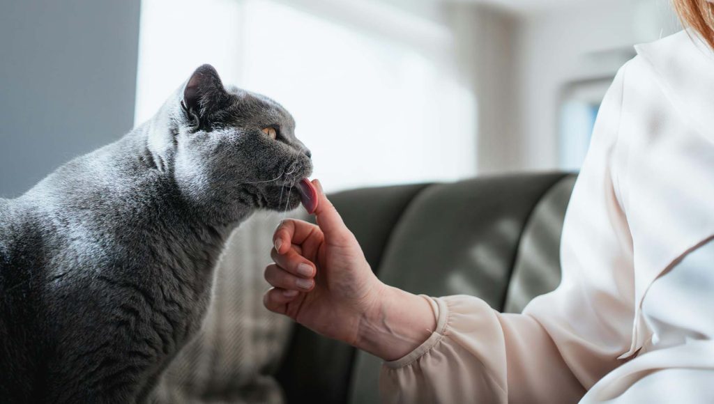 These Domestic Animals Have Traits That Genuinely Surprise People ...