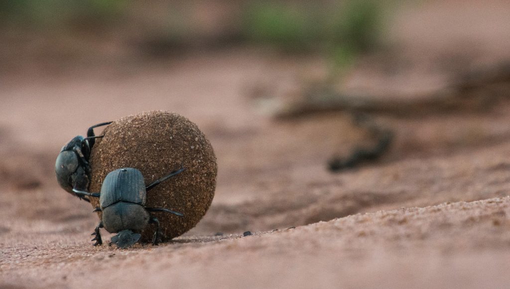 Insects With Natural Weapons That Turn Rival Fights Into Tiny Gladiator ...