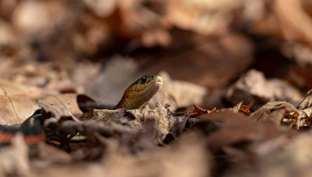 Venomous Snakes in America People Often Misread Near Homes ...