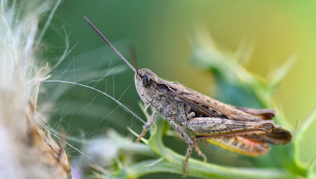 Why Scientists Are Turning Locusts Into Living Sensors ...