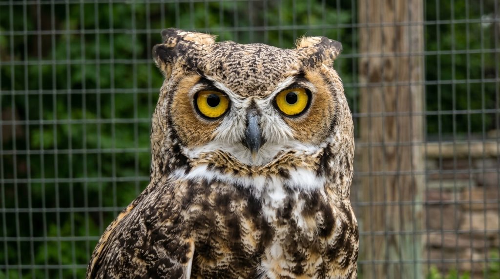 Baby Owls Found on a Soccer Field Gave Their Rescuers a Look Nobody ...