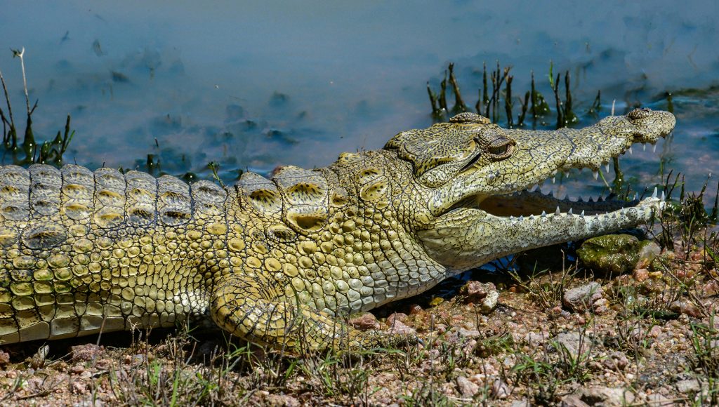 Unexpected Wildlife Encounters That Escalated Fast – terraplanetearth.com