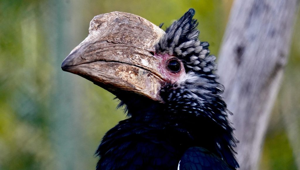 12 Birds With Mouth Features That Look Almost Invented ...