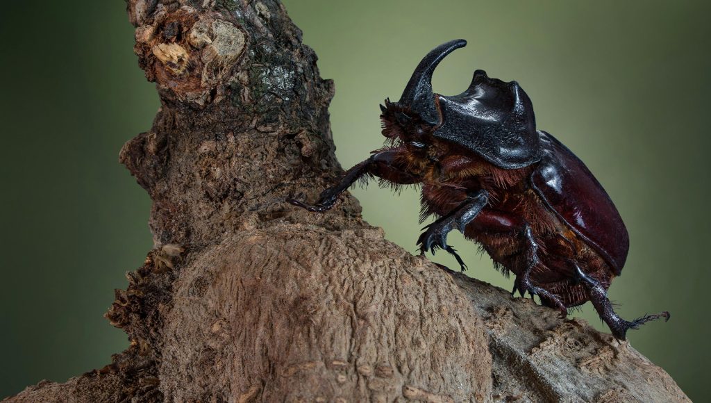 Insects With Natural Weapons That Turn Rival Fights Into Tiny Gladiator ...