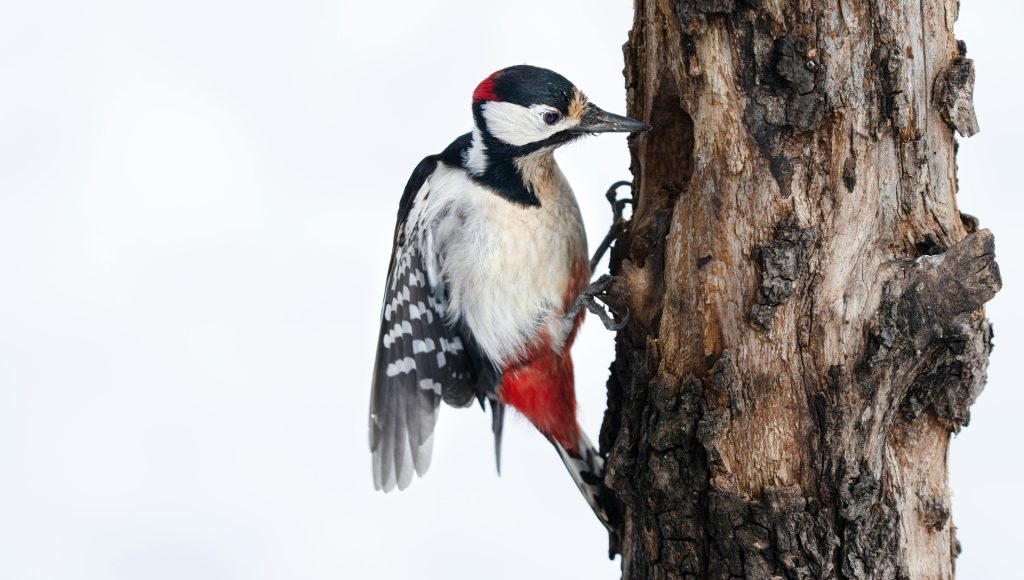 Forest Animals That Turn Trees Into Survival Tools – terraplanetearth.com