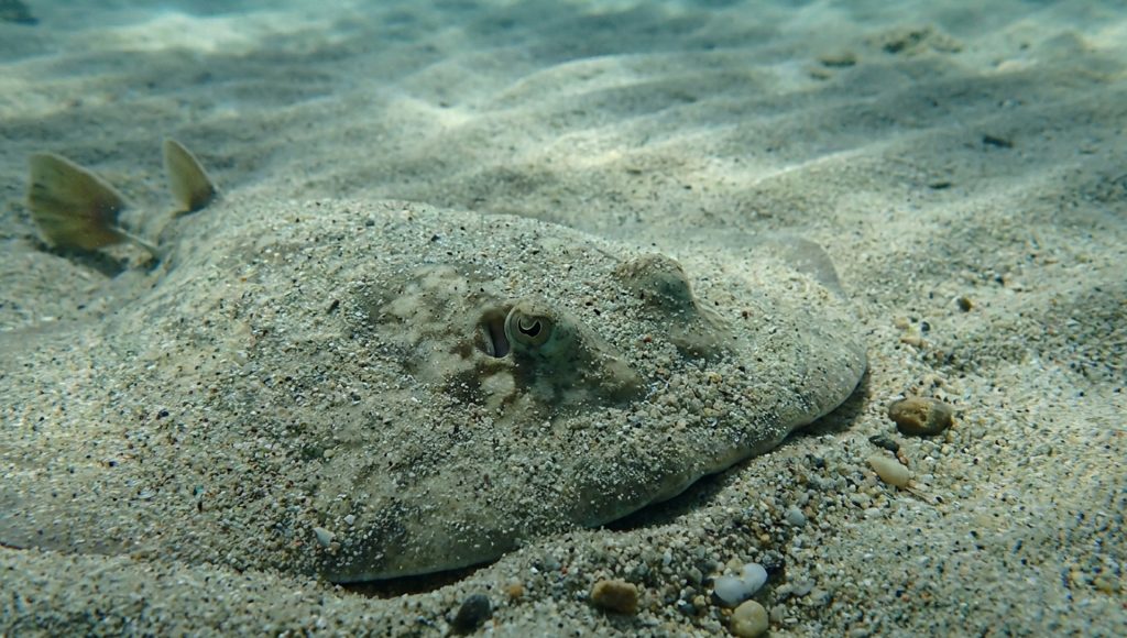 Ocean Animals With Abilities That Sound Almost Impossible.s ...