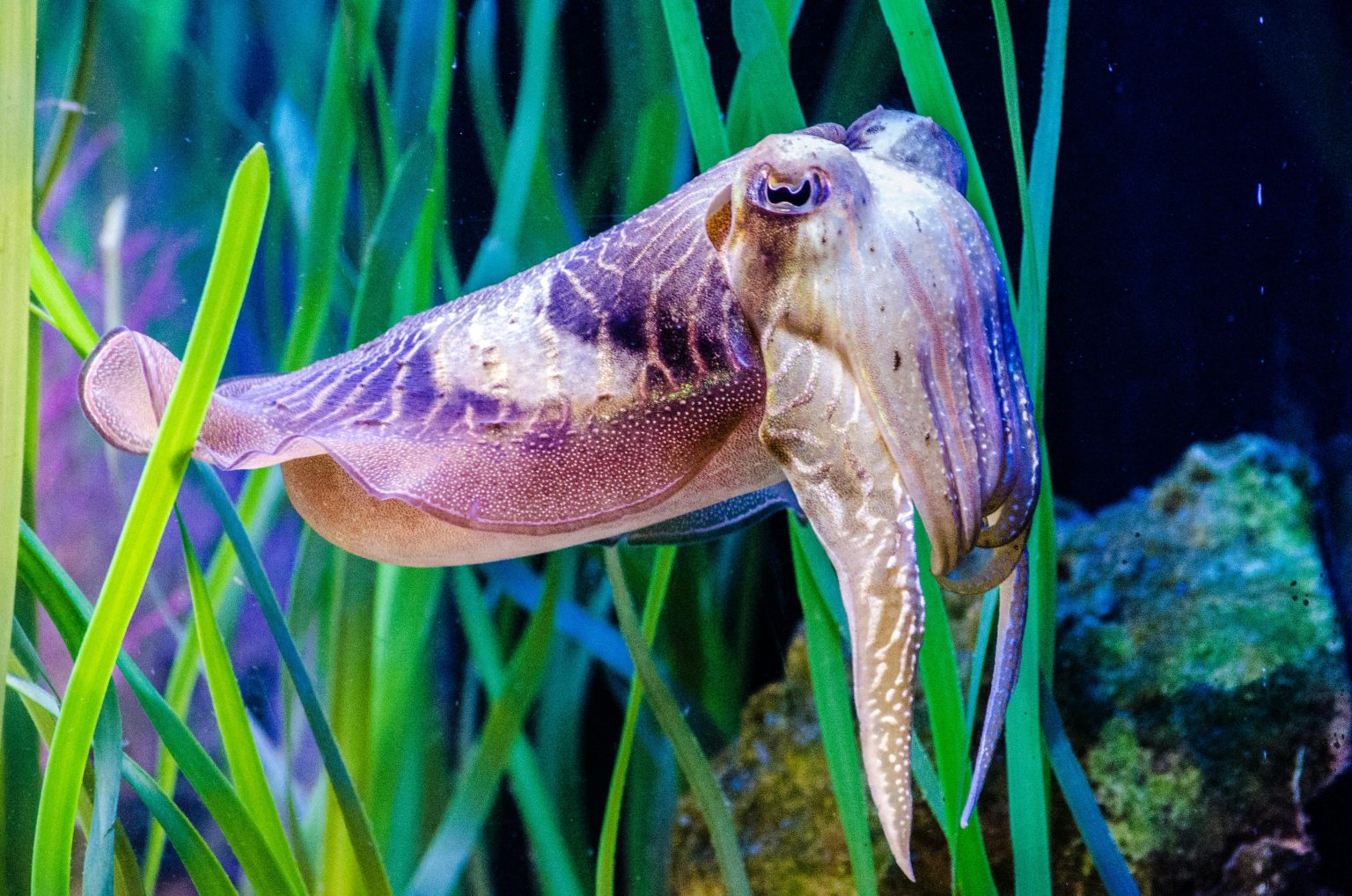 Ocean Animals With Abilities That Sound Almost Impossible.s ...