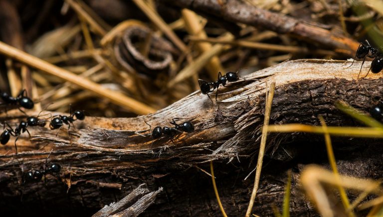 The Queen Ant Isn’t Actually in Charge and the Truth About Who Runs the ...