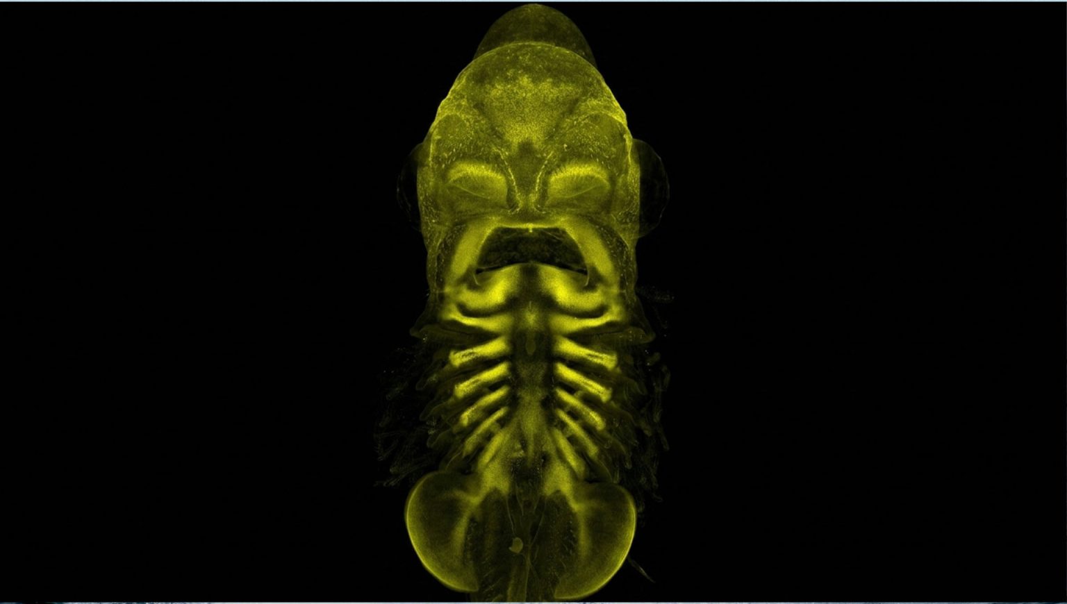 Scientists Looked at Shark Faces and Discovered Something Older Than ...