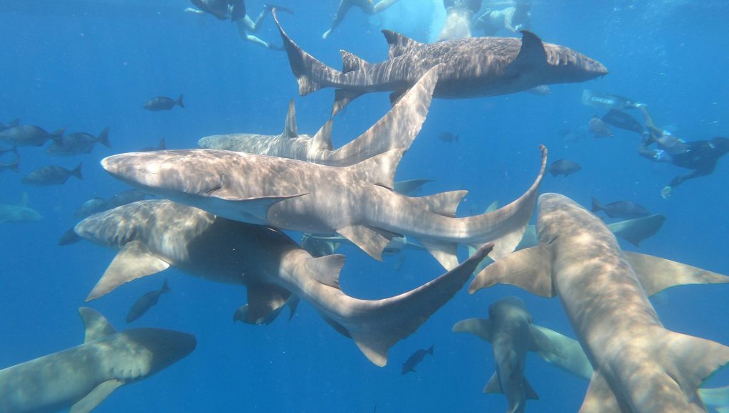 The Ocean Zones Where Sharks Suddenly Crowd Together – terraplanetearth.com