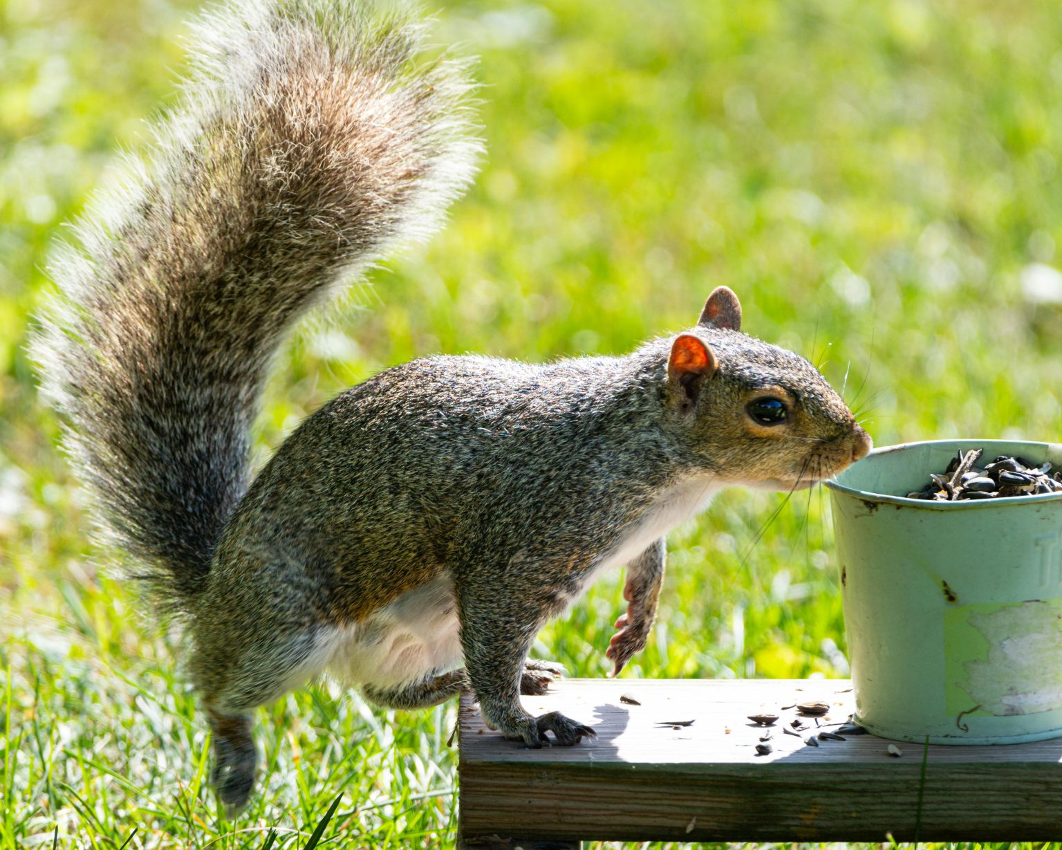 Animal Warning Signals That Look Small Until They Work ...