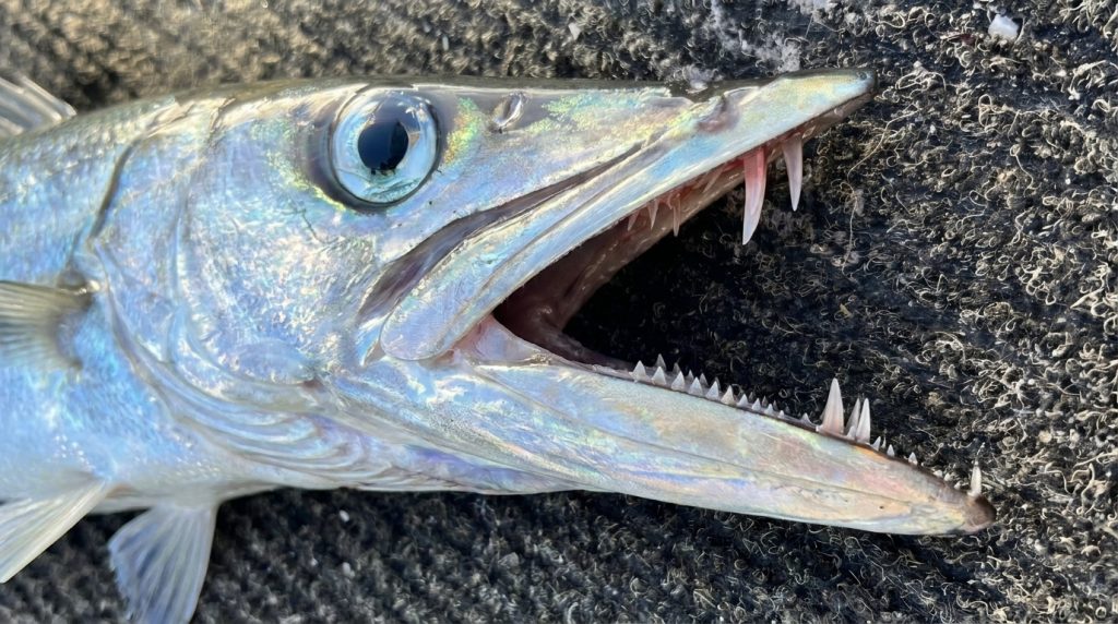 Deep Ocean Fish Have Been Disappearing for Decades and Most People Had ...