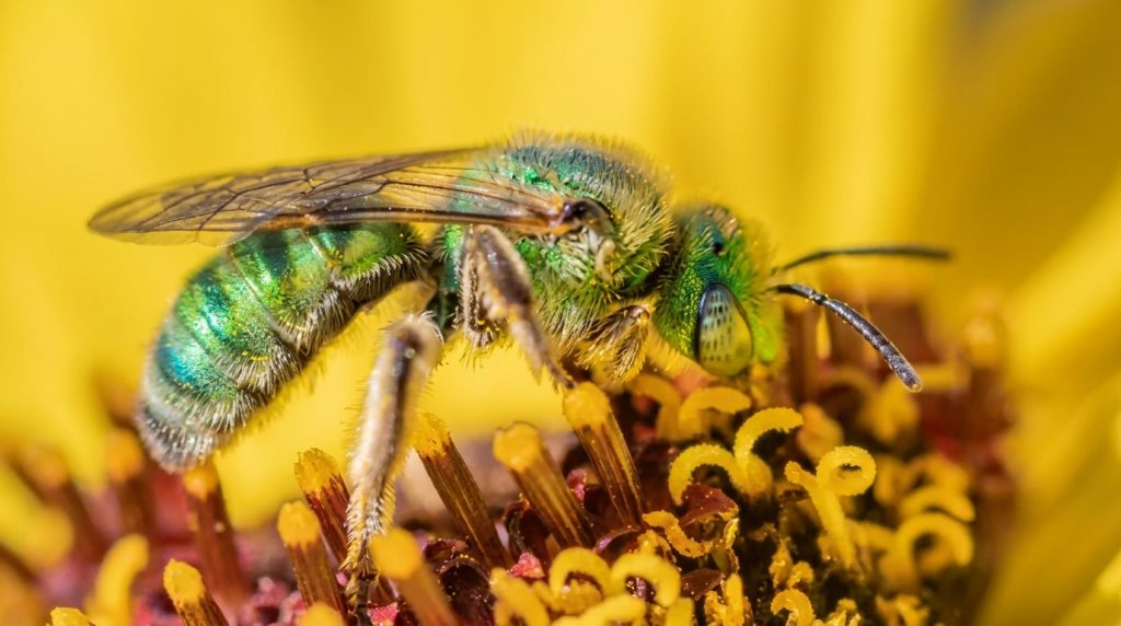 These Tiny Bees Change Color Right Before Your Eyes—And They’re Not ...