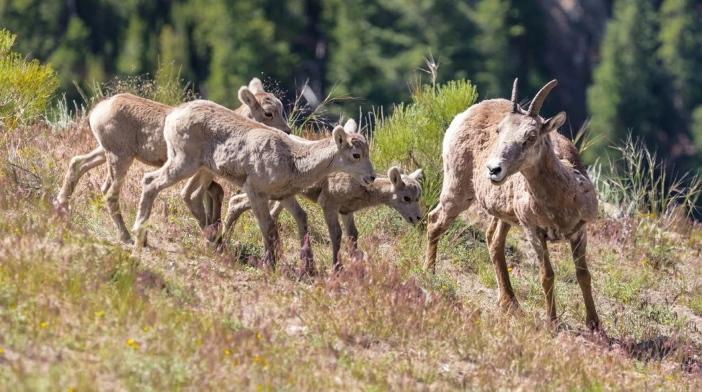 Spring at Yellowstone Brings Fuzzy Baby Animals and One Important ...