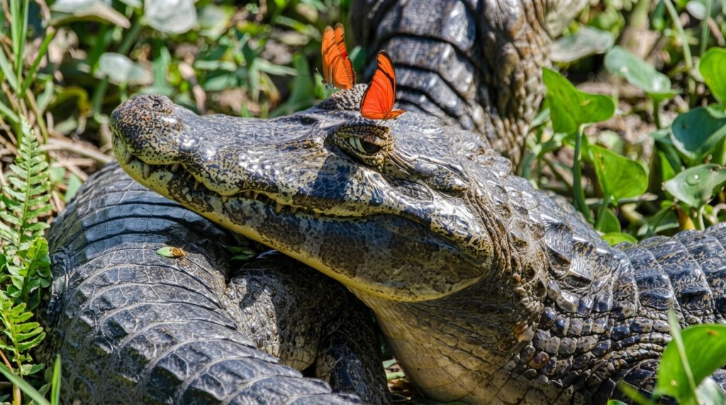 Wildlife Photography Contest Reveals the Side of Nature No One Expects ...