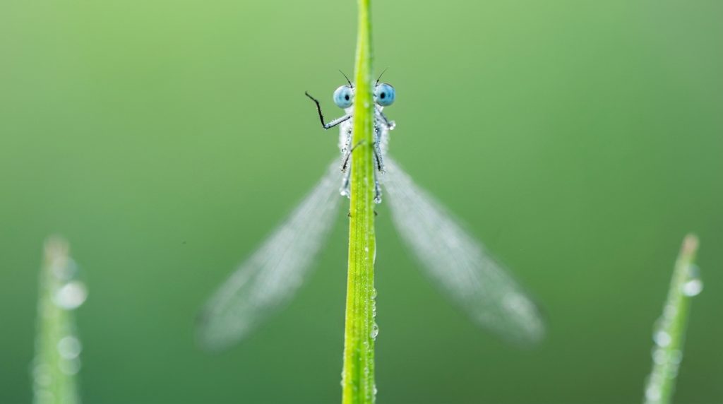 Wildlife Photography Contest Reveals the Side of Nature No One Expects ...