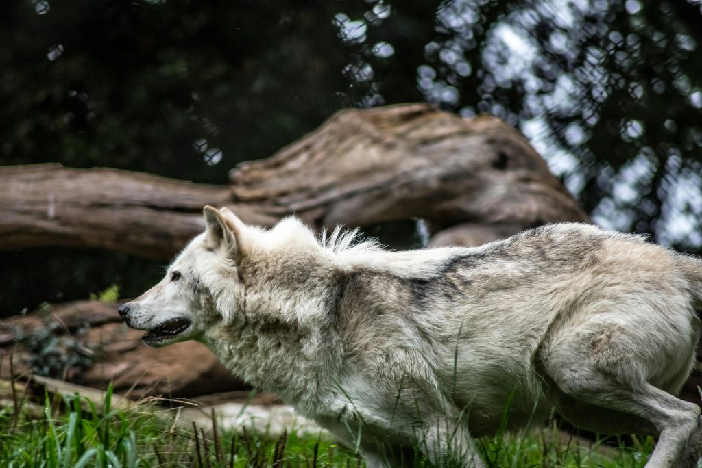 Encounters That Show How Fast Wildlife Situations Can Change ...