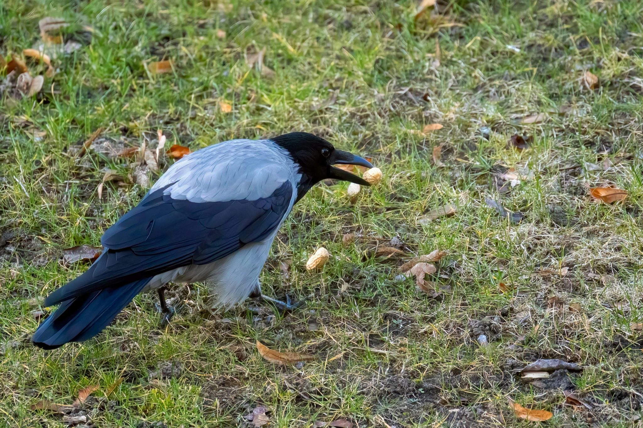 Animal Food-Stealing Skills That Make Campers and Homeowners Look Twice ...