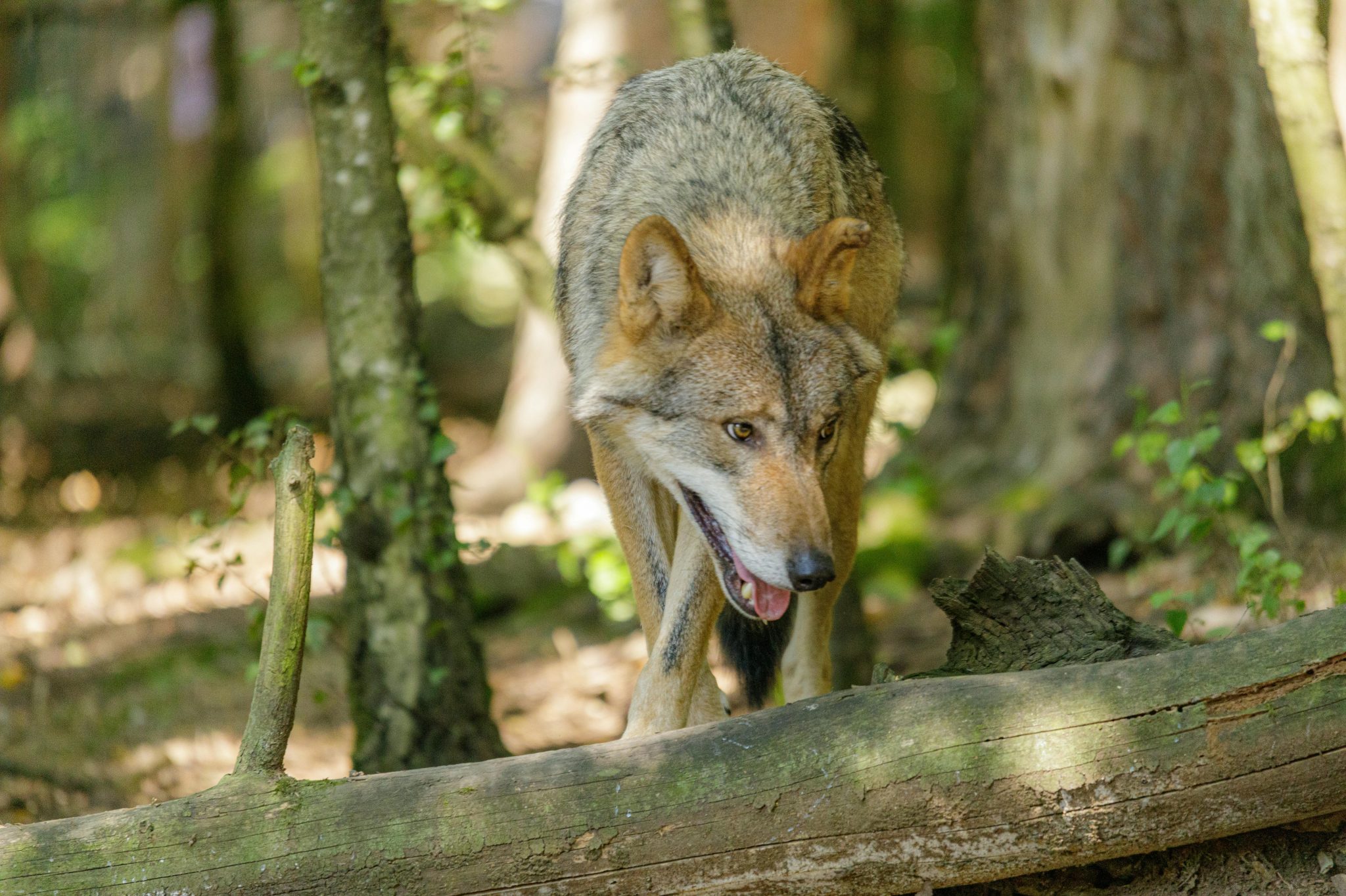 Animals That Switch From Calm to Defensive in Seconds and What You Can ...