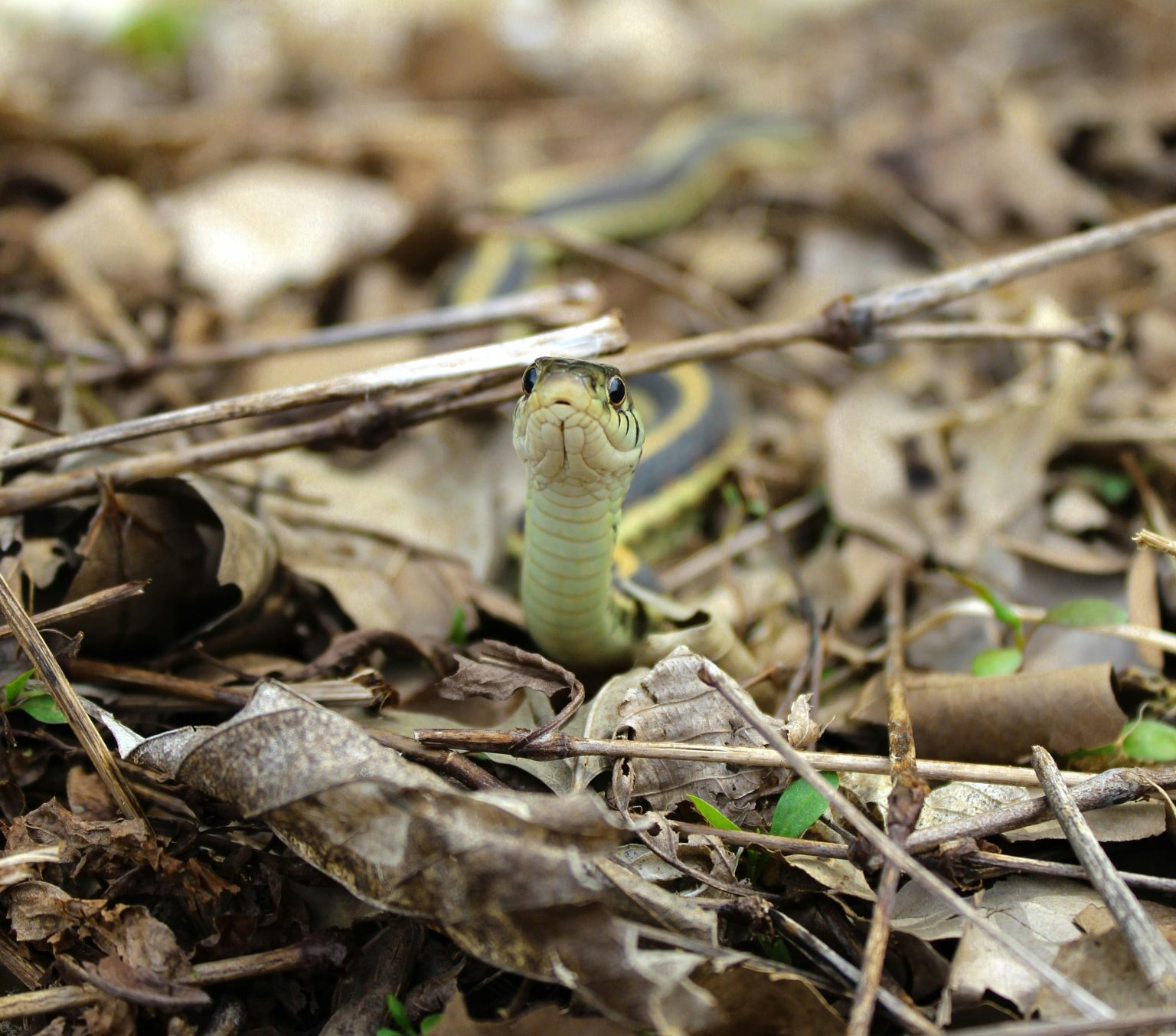 Small Animals in America That People Often Notice Too Late ...