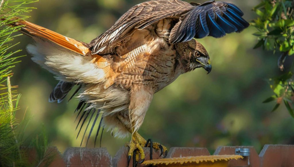 Large Birds Americans Keep Mistaking for Eagles Across the U.S ...